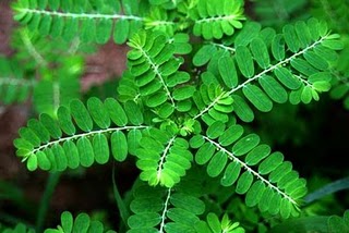 Manfaat Meniran ~ Herbal Penyehat Indonesia